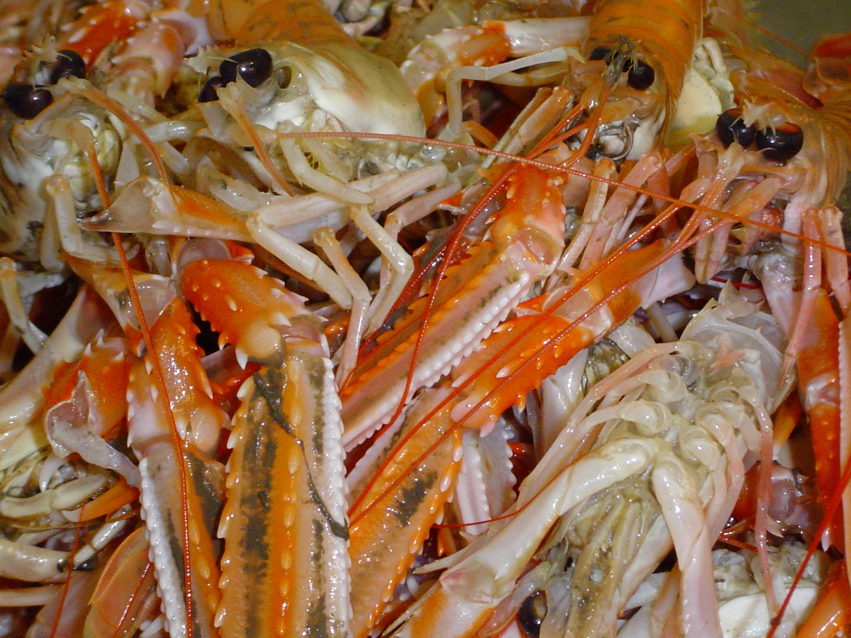 Commercial fish and shellfish